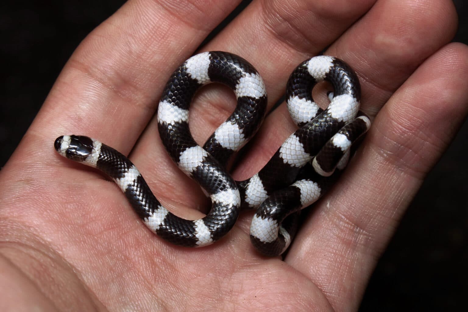 The Real Hoop Snake: Discover the Bandy-Bandy Snake | STC