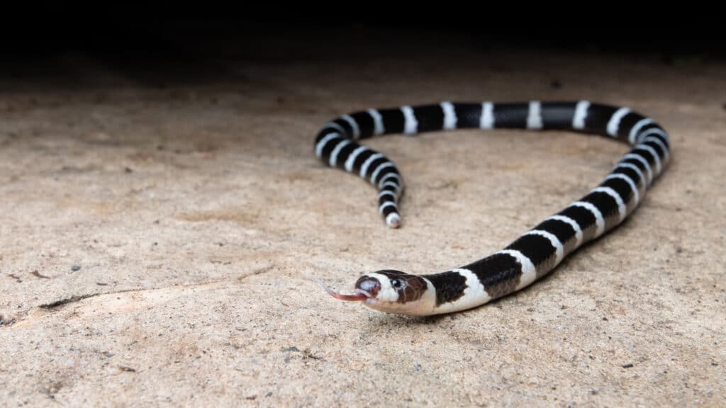 The Real Hoop Snake: Discover the Bandy-Bandy Snake | STC