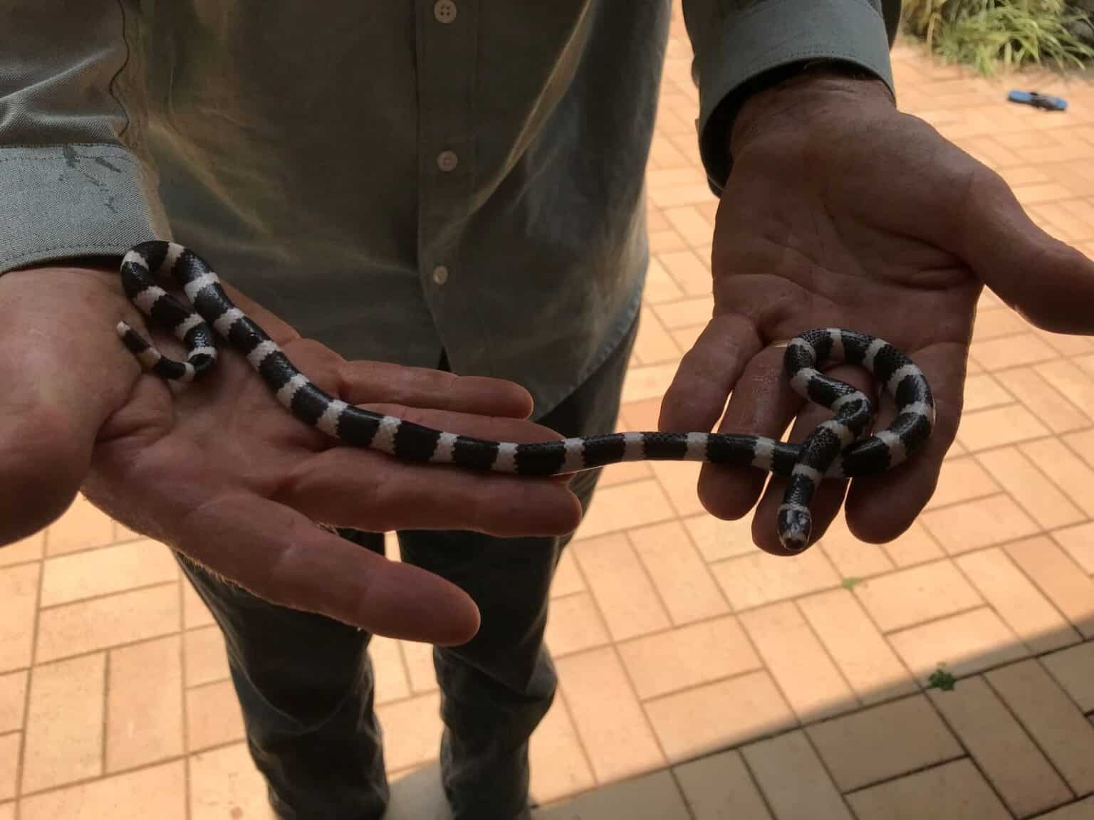 The Real Hoop Snake: Discover the Bandy-Bandy Snake | STC