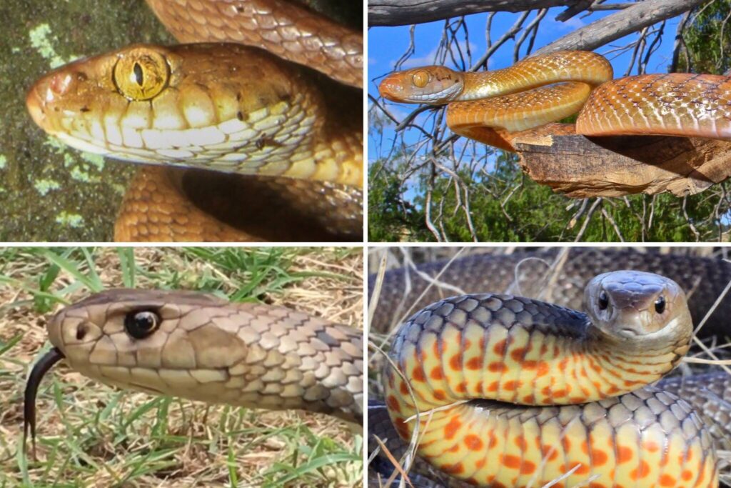 Eastern Brown Snake: Australia's Deadly Serpent | STC