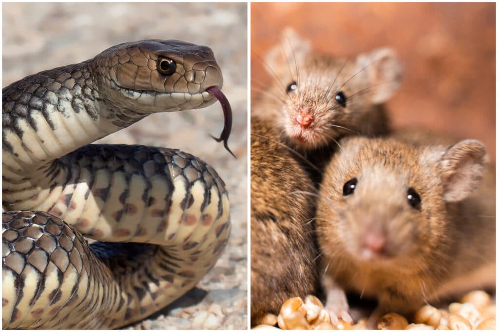 Eastern Brown Snake: Australia's Deadly Serpent | STC