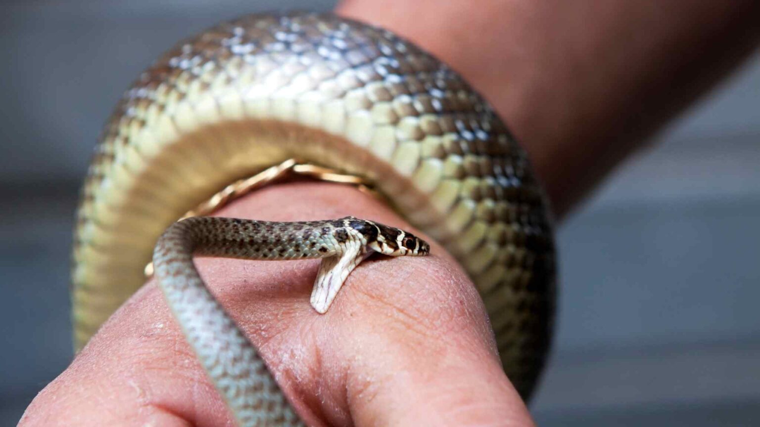 The Dugite Snake: Identification, Facts, & First Aid | STC