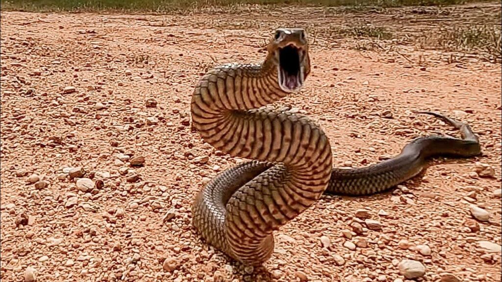 Tiger Snake: Discover Australia’s Venomous Snake | STC