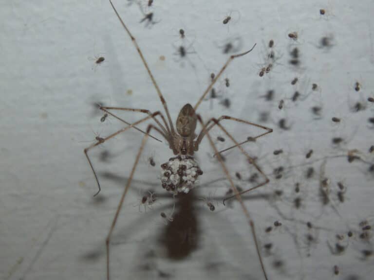 The Daddy Long Legs Spider: Myths and Facts