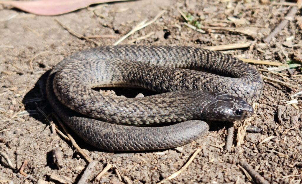 The Blue Belly Black Snake: An Australian Marvel | STC