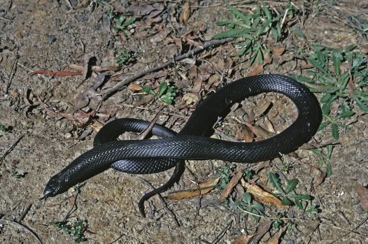 The Blue Belly Black Snake: An Australian Marvel | STC