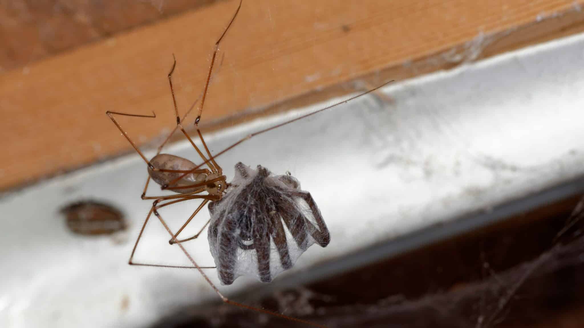 The Daddy Long Legs Spider: Myths and Facts