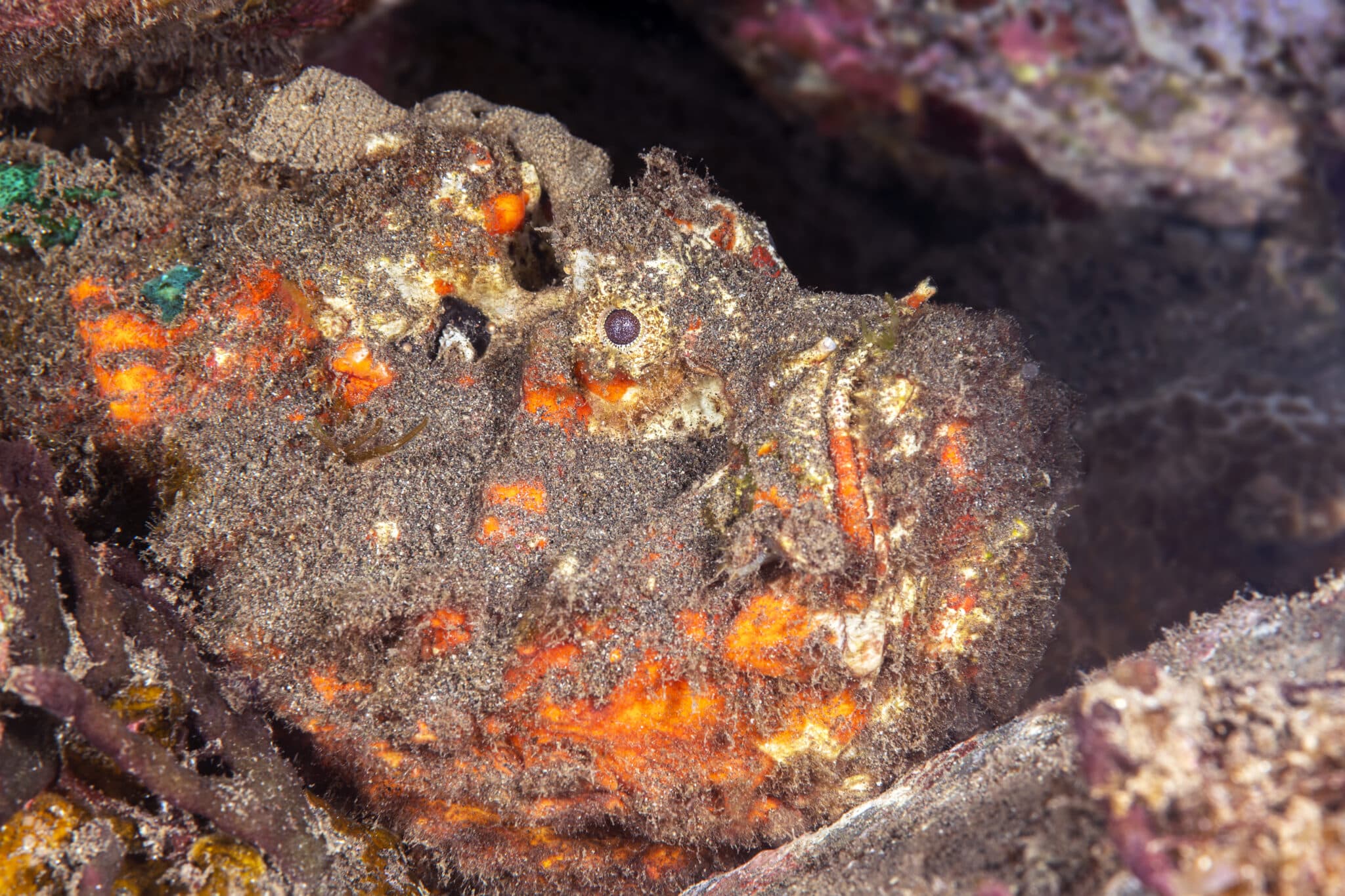 Stonefish: The Venomous Australian Reef Fish | STC