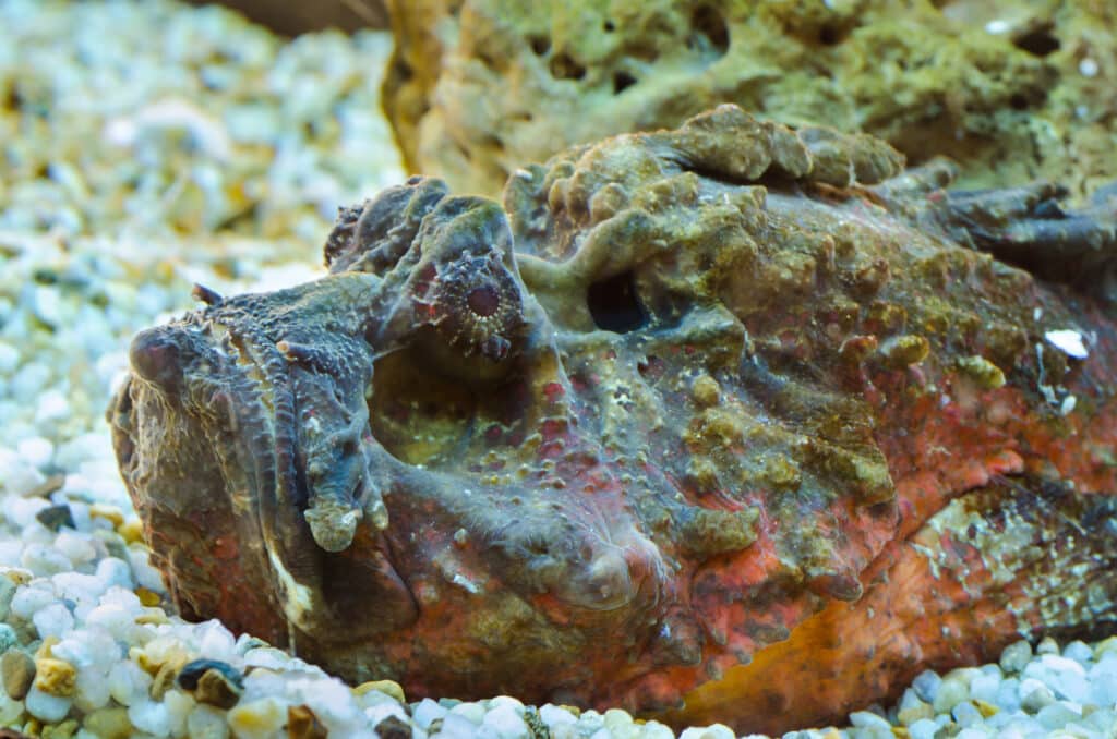 Stonefish: The Venomous Australian Reef Fish | STC