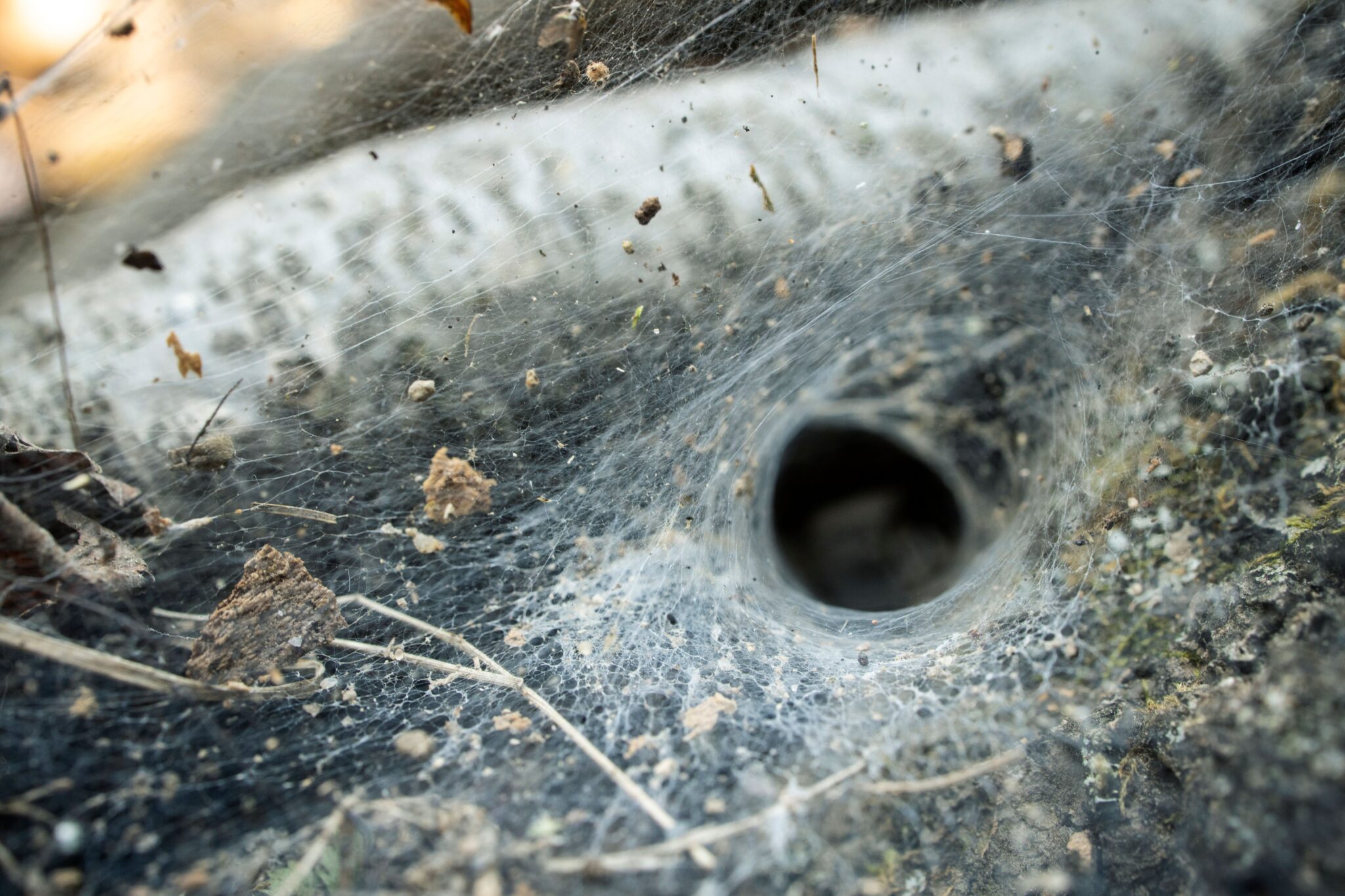 Australian Funnel-Web Spider Bite First Aid Treatment | STC